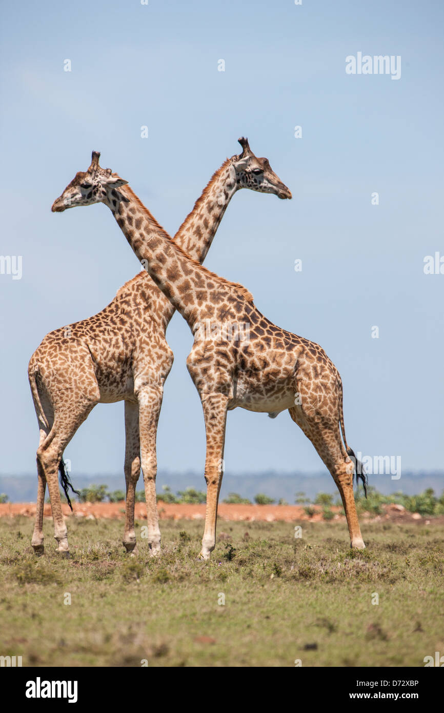 Giraffes playing -Fotos und -Bildmaterial in hoher Auflösung – Alamy