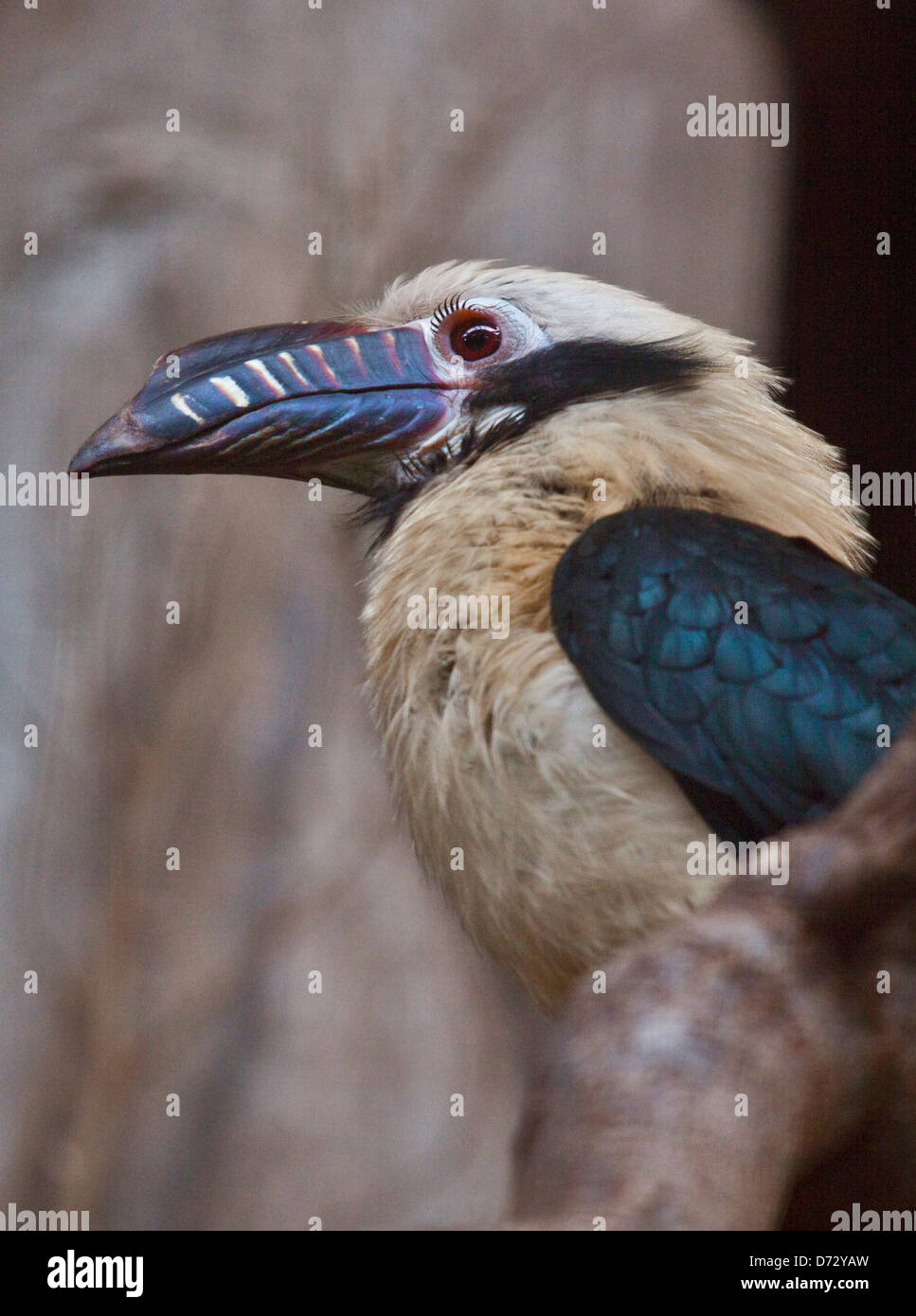 Tarictic hornbill -Fotos und -Bildmaterial in hoher Auflösung – Alamy