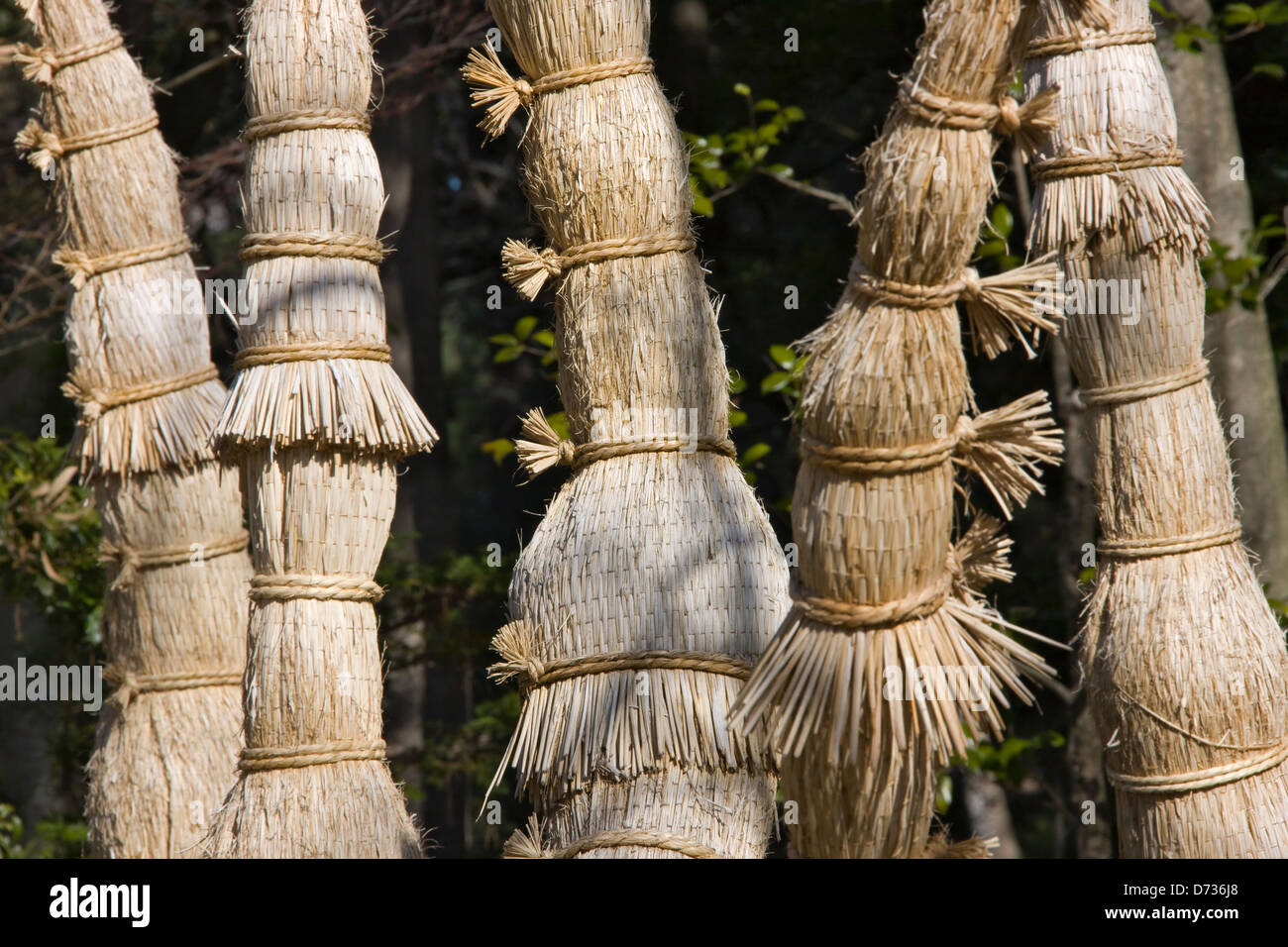 Palmen eingewickelt -Fotos und -Bildmaterial in hoher Auflösung – Alamy