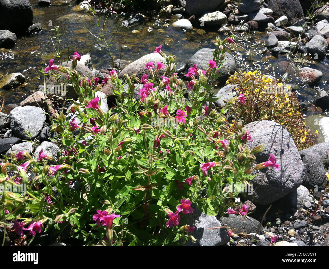 Die Pink Monkeyflower (Mimulus lewisii) ist eine Wildblume, die im ...
