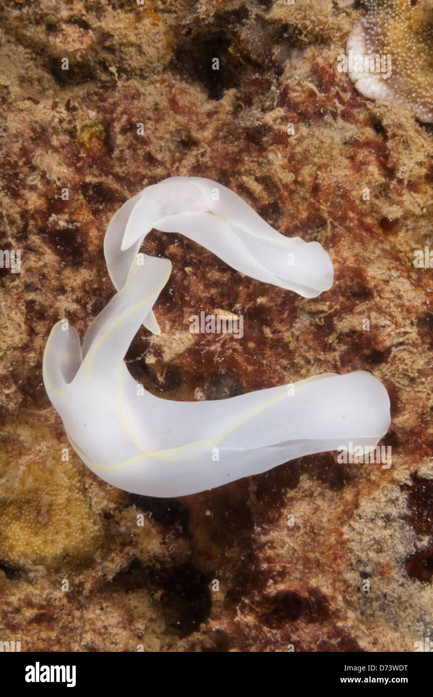 Nacktschnecken paarung -Fotos und -Bildmaterial in hoher Auflösung – Alamy