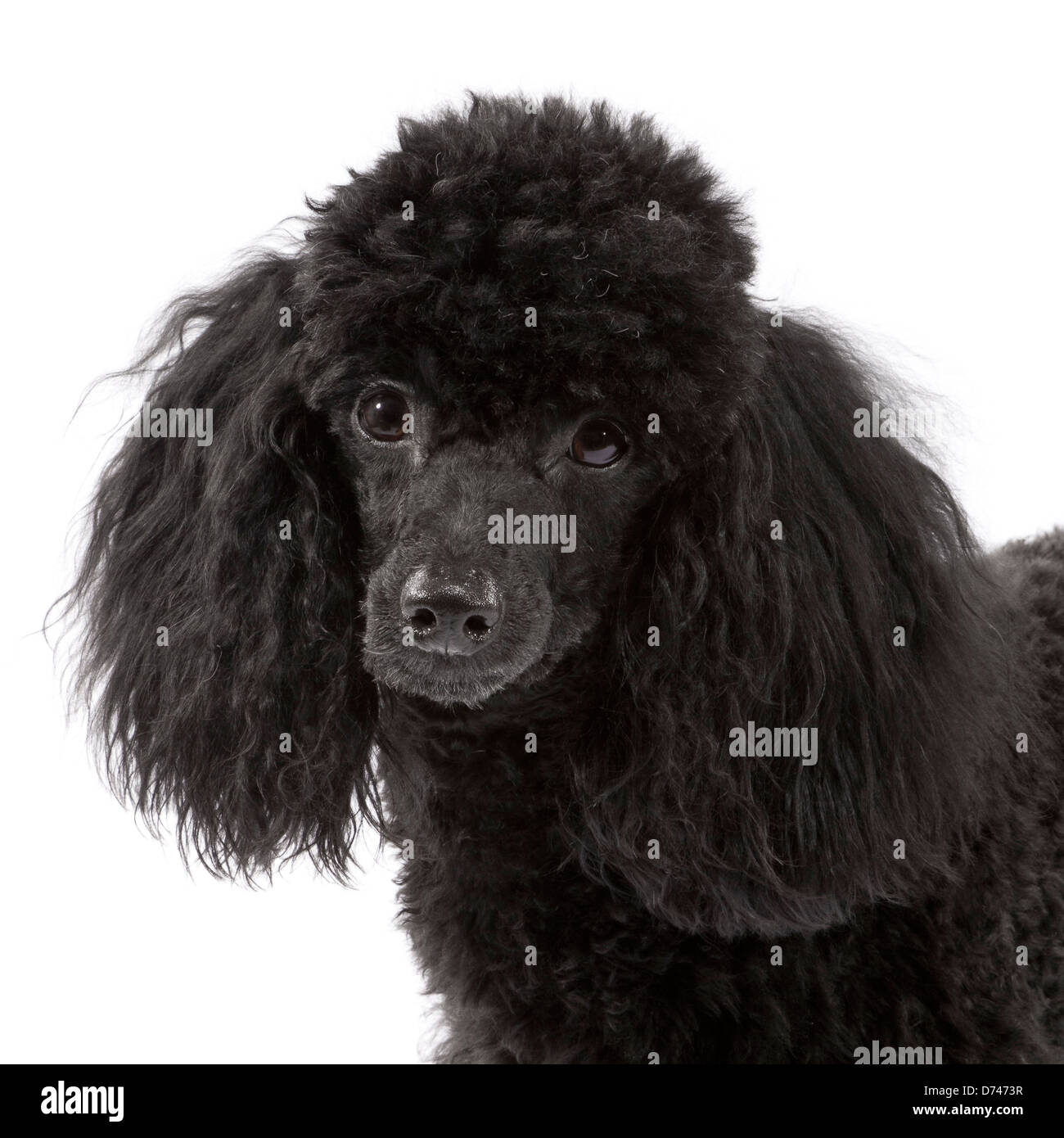 Toy pudel weisser hintergrund -Fotos und -Bildmaterial in hoher ...