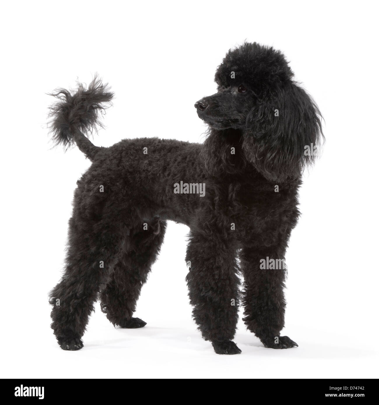 Toy pudel weisser hintergrund -Fotos und -Bildmaterial in hoher ...