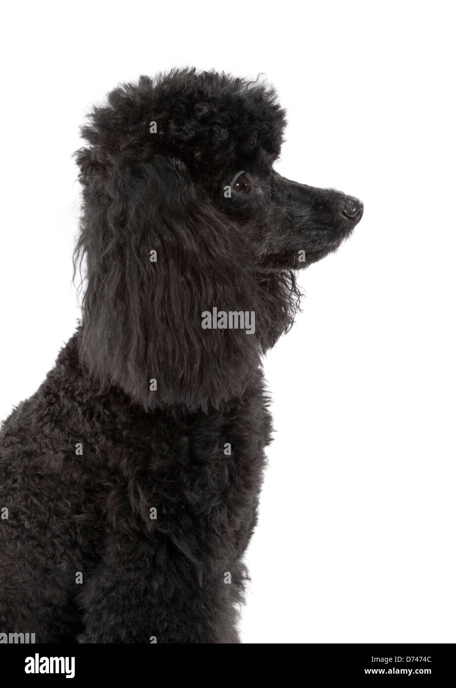 Toy pudel weisser hintergrund -Fotos und -Bildmaterial in hoher ...