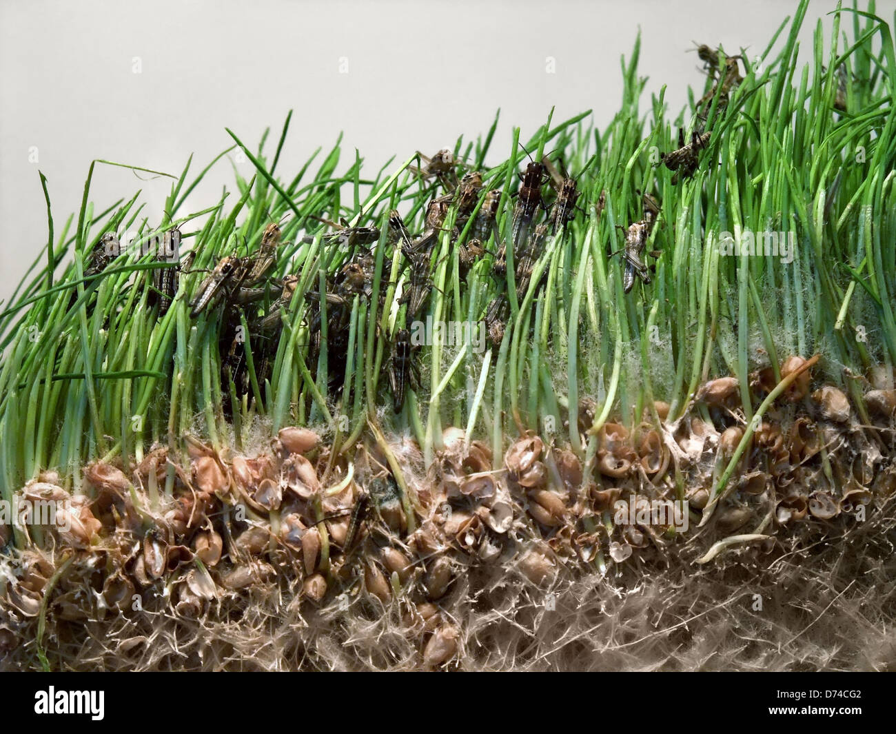 Locustus migratoria -Fotos und -Bildmaterial in hoher Auflösung – Alamy