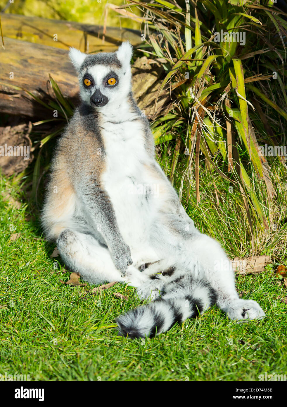 Sitzendes einzelnes tier -Fotos und -Bildmaterial in hoher Auflösung ...