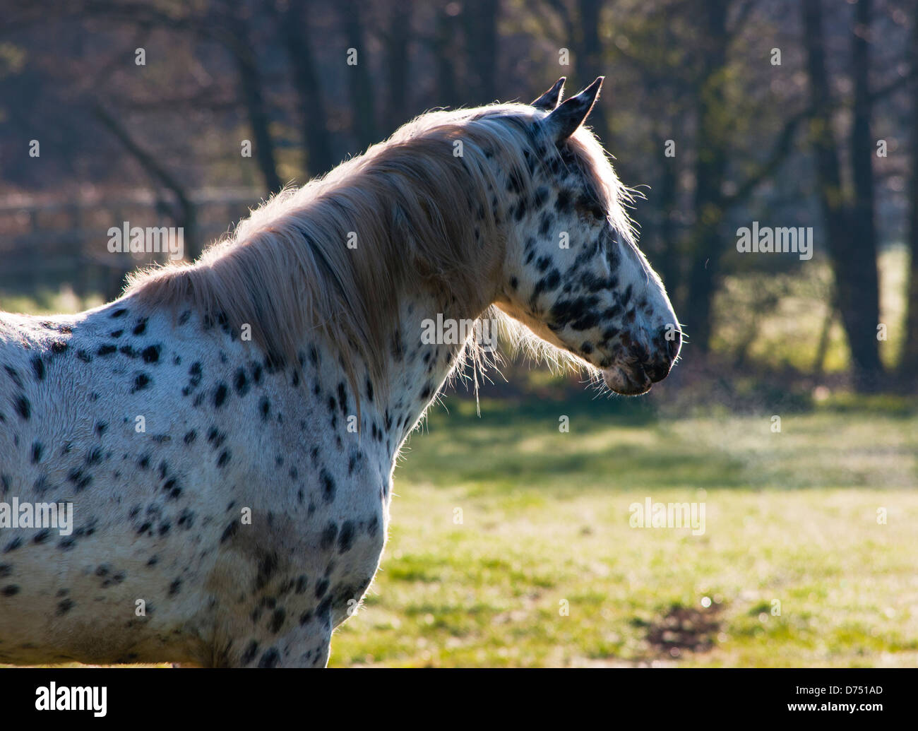 Appaloosa Pferd Stockfotos und -bilder Kaufen - Alamy