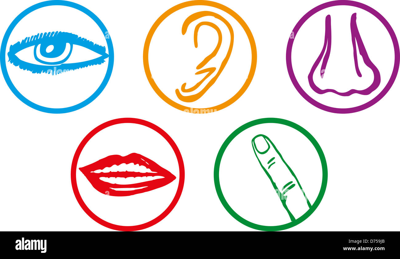 Five Senses Illustration Stockfotos & Five Senses Illustration Bilder ...