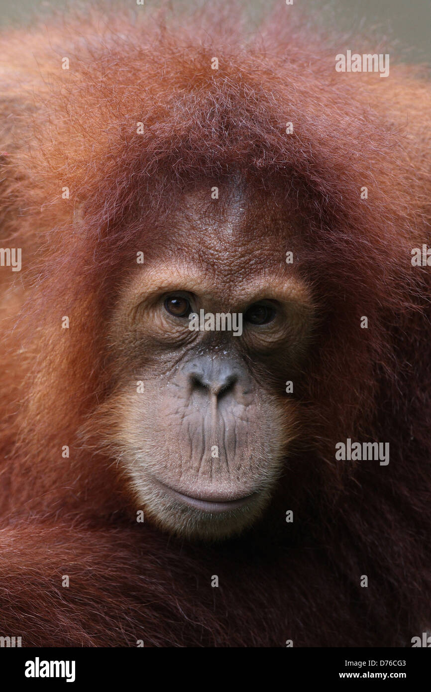 Orangutan Nest Fotos Und Bildmaterial In Hoher Auflösung Alamy
