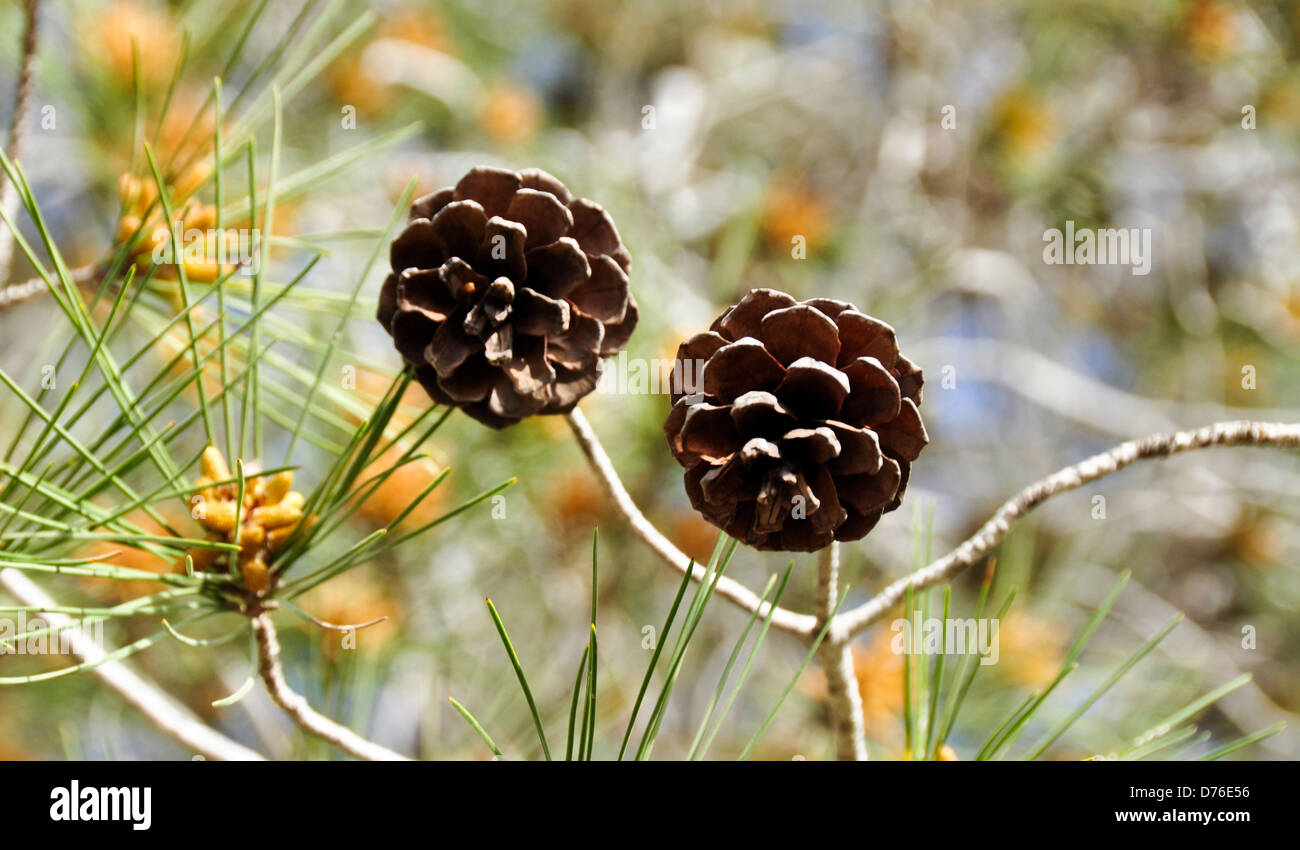 Aleppo pine tree -Fotos und -Bildmaterial in hoher Auflösung – Alamy