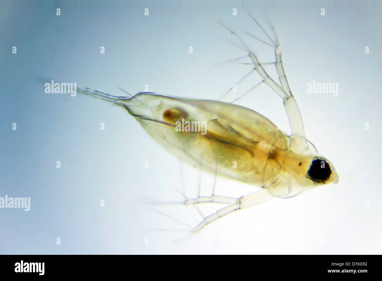 Daphnien ei -Fotos und -Bildmaterial in hoher Auflösung – Alamy