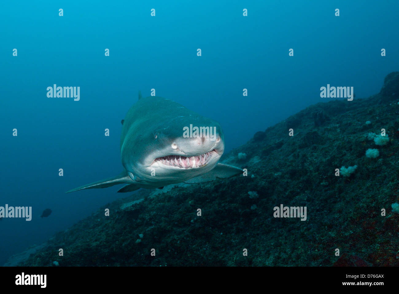 Sandtigerhai Carcharias Stier Stockfotos und -bilder Kaufen - Alamy