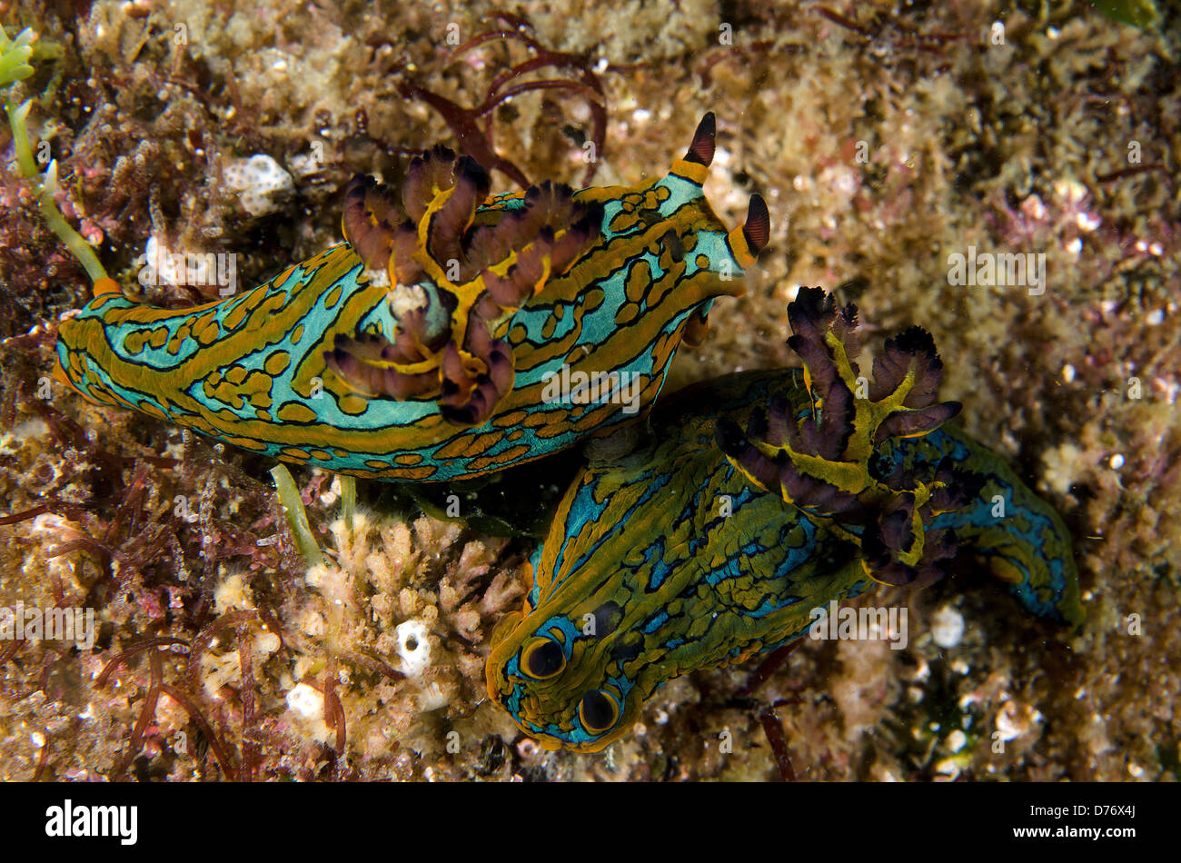 Tambja Abdere Nacktschnecken Paarung Meer Cortez Baja California Mexiko ...