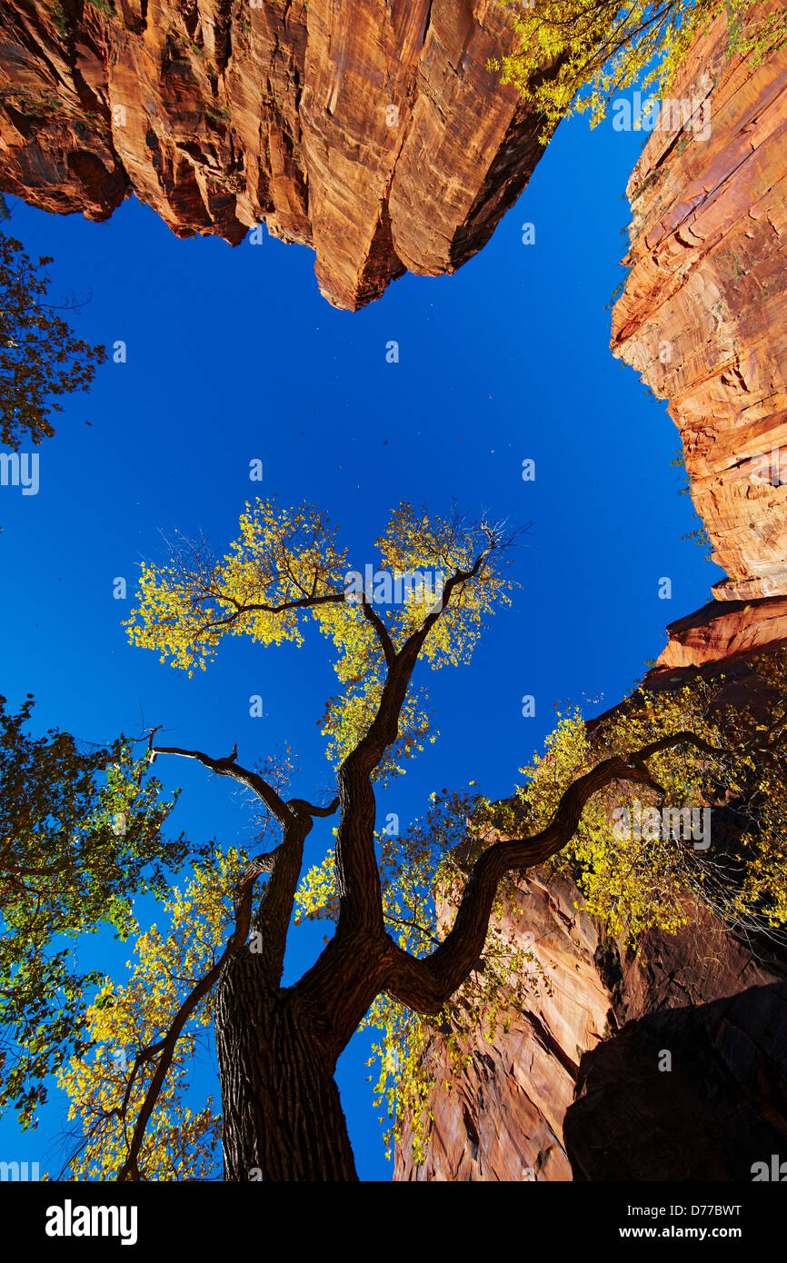 Tree Cliffs Zion Nationalpark Stockfotografie - Alamy