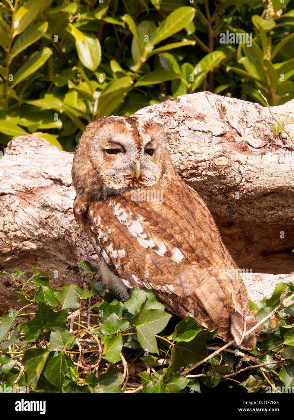 Braune falkeneulen -Fotos und -Bildmaterial in hoher Auflösung – Alamy