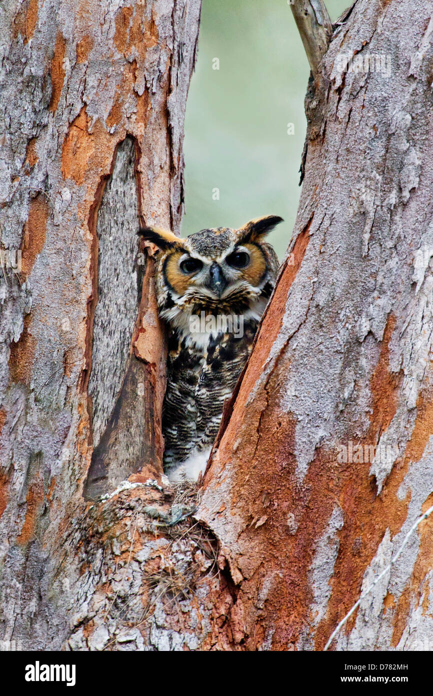 Australische eule -Fotos und -Bildmaterial in hoher Auflösung – Alamy