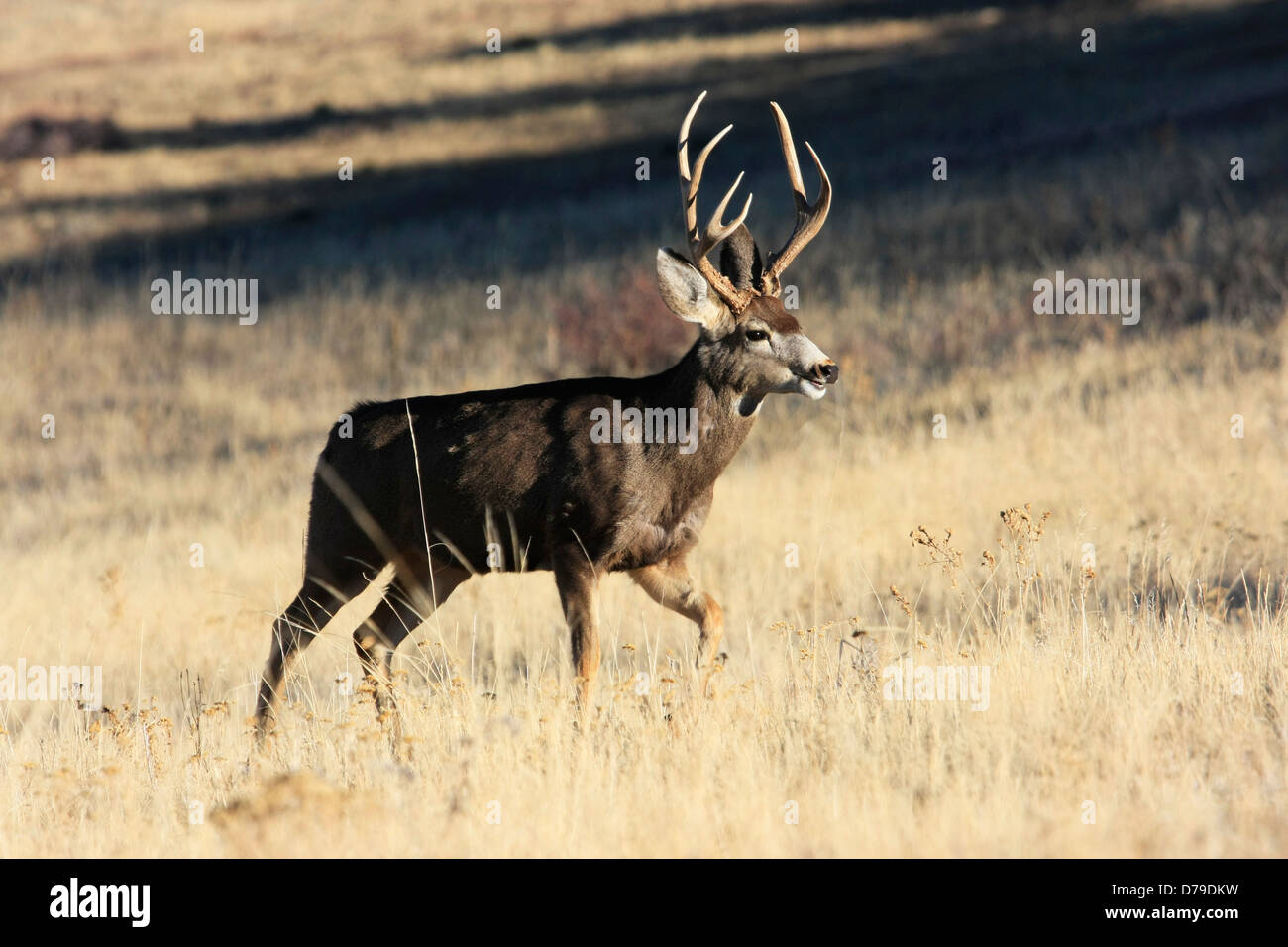 Maultierhirsch (Odocoileus Hemionus Stockfotografie - Alamy