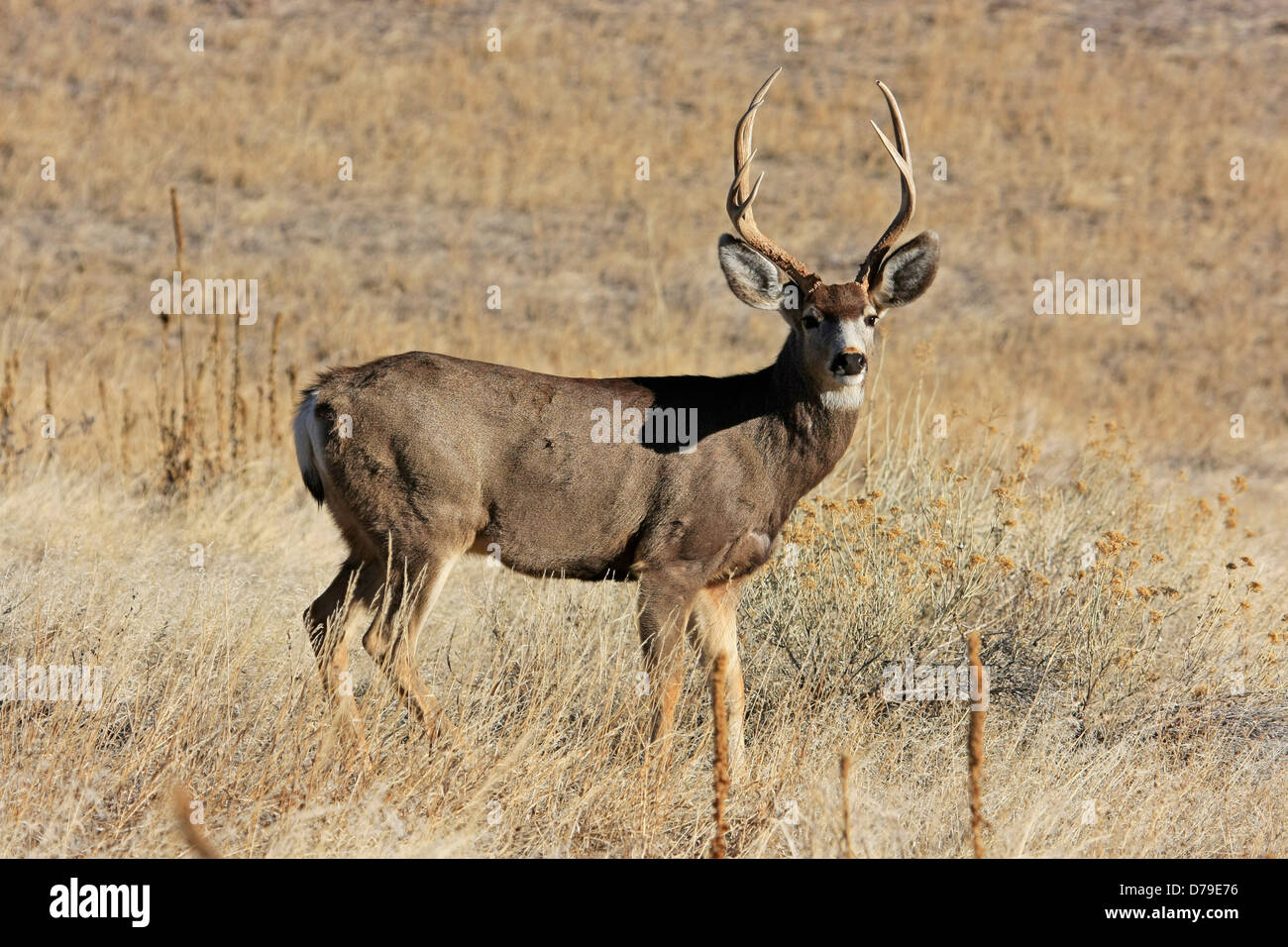 Maultierhirsch (Odocoileus Hemionus Stockfotografie - Alamy