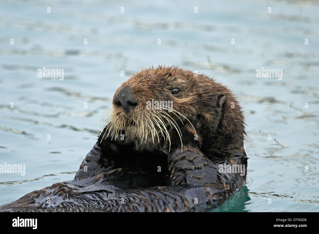 Enhydra lutris wildtiere -Fotos und -Bildmaterial in hoher Auflösung – Alamy