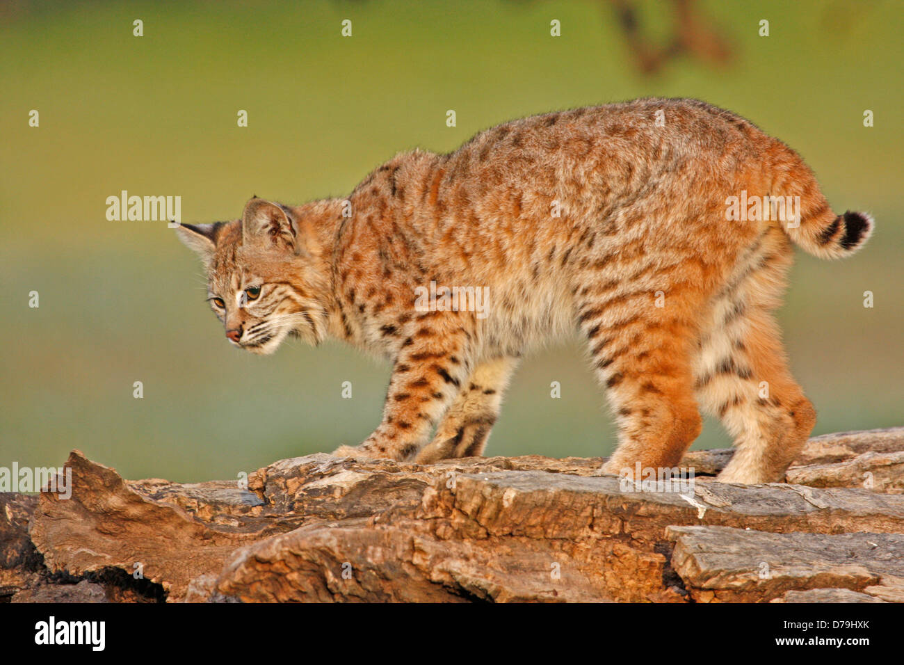 Amerikanischer rotluchs -Fotos und -Bildmaterial in hoher Auflösung – Alamy