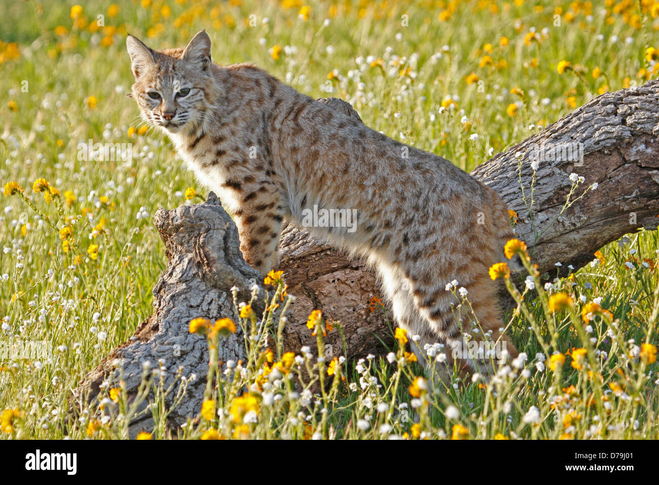Bobcat luchs rufus -Fotos und -Bildmaterial in hoher Auflösung – Alamy