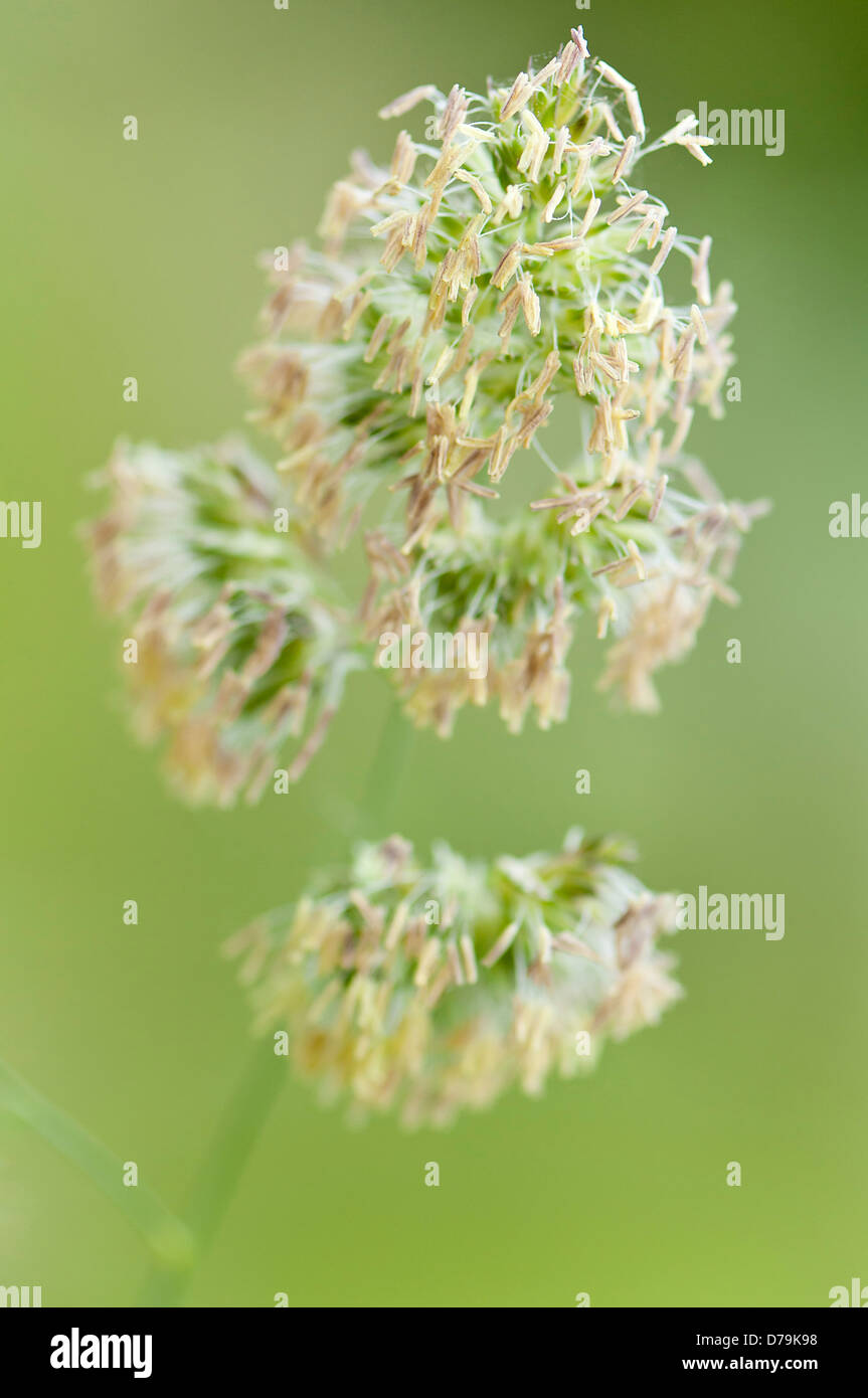 Nahaufnahme von knaulgras gras -Fotos und -Bildmaterial in hoher ...