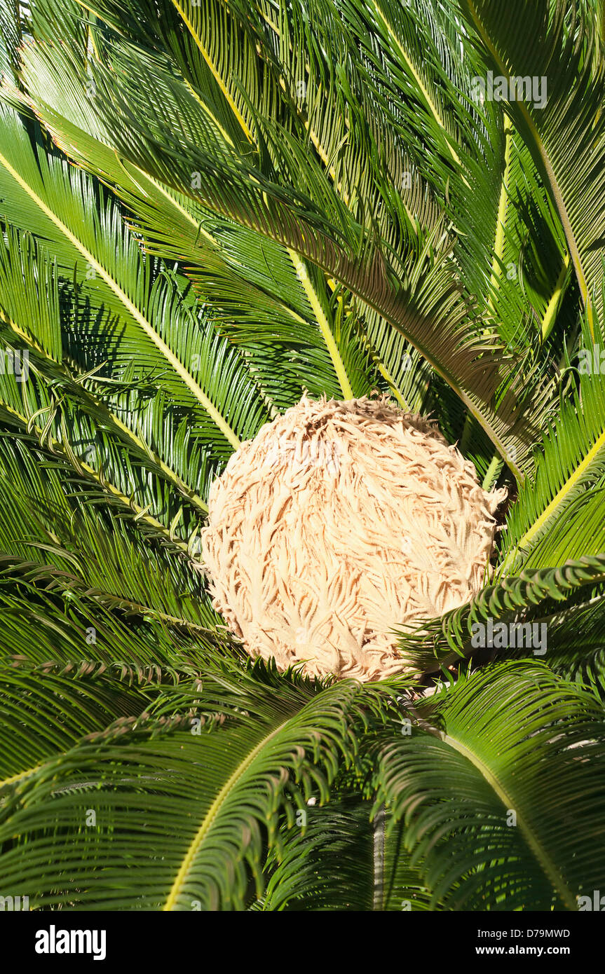Female sago palm cycas revoluta -Fotos und -Bildmaterial in hoher ...