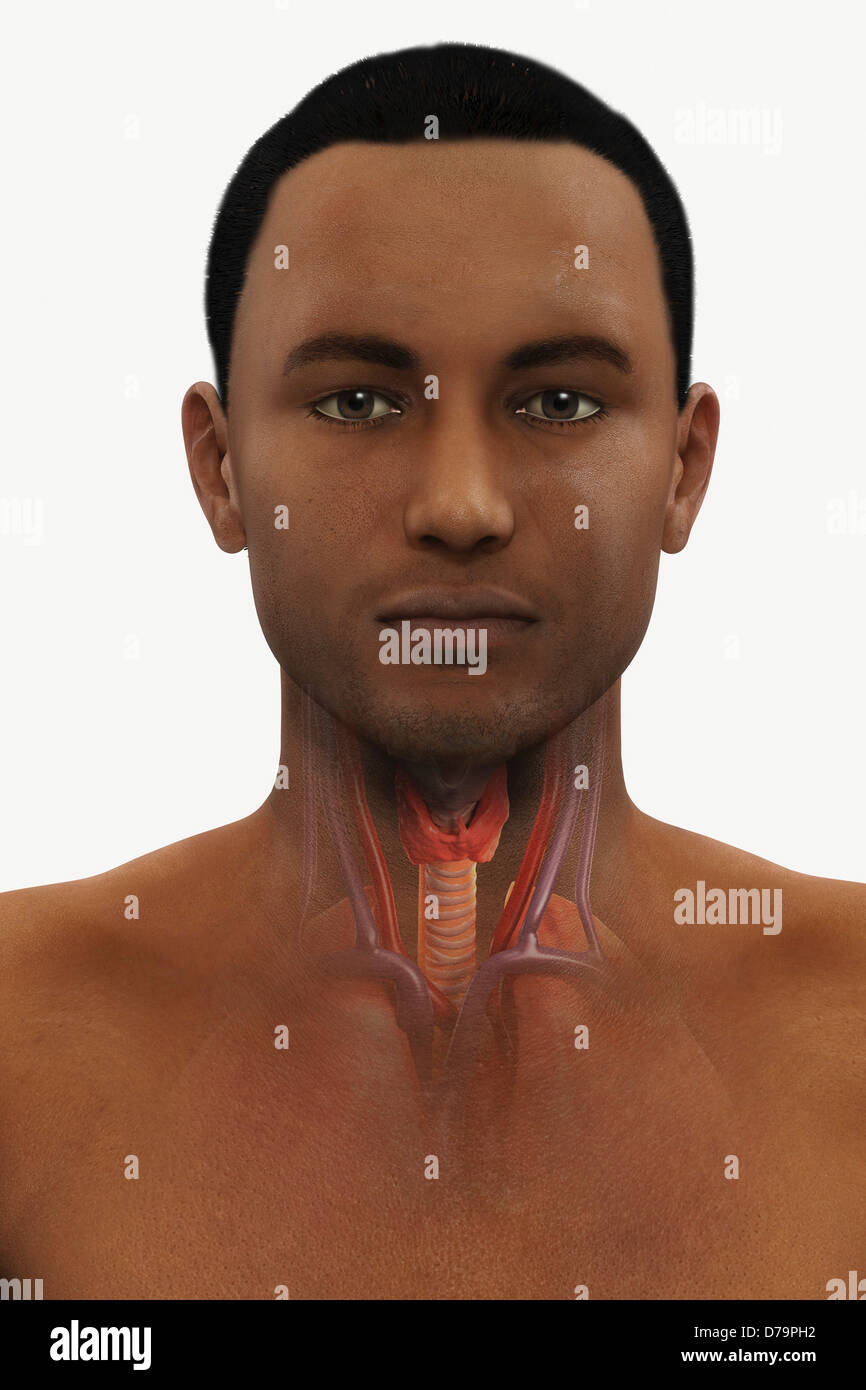 Blood circulation -Fotos und -Bildmaterial in hoher Auflösung – Alamy