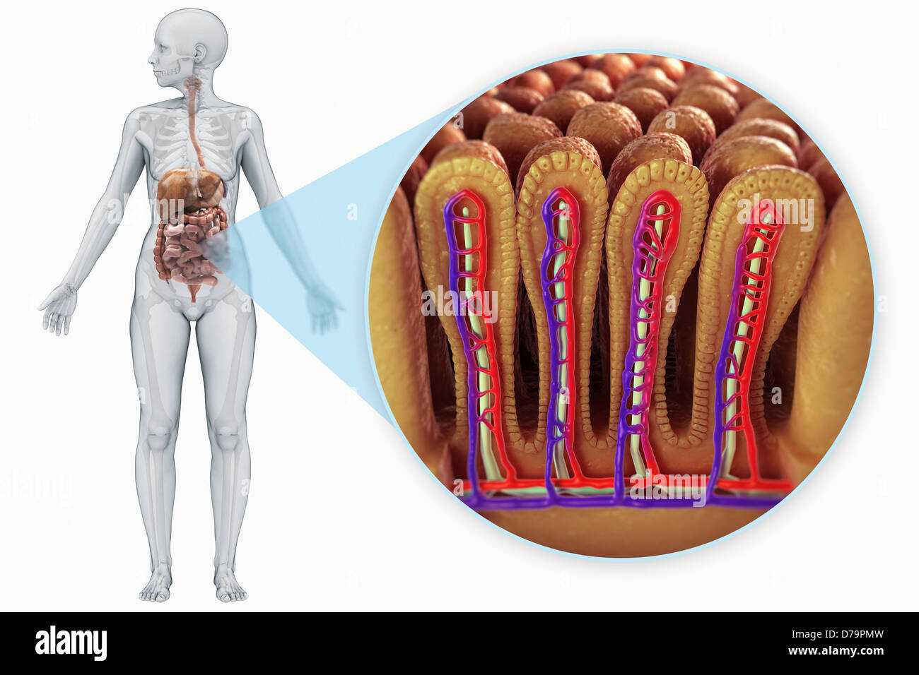 Villi human -Fotos und -Bildmaterial in hoher Auflösung - Seite 3 - Alamy