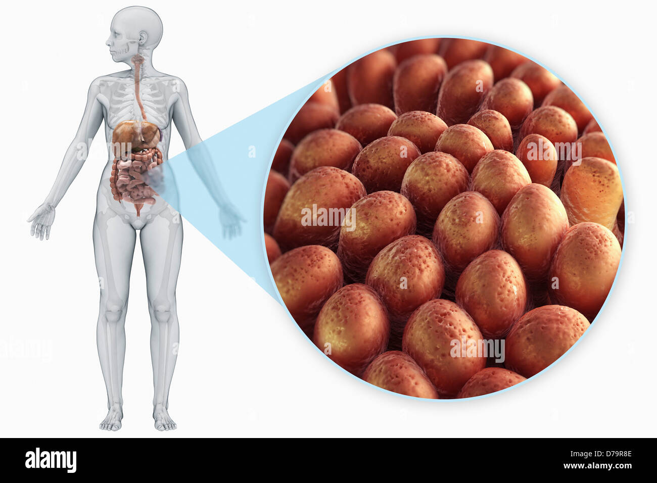 Female intestinal anatomy -Fotos und -Bildmaterial in hoher Auflösung ...
