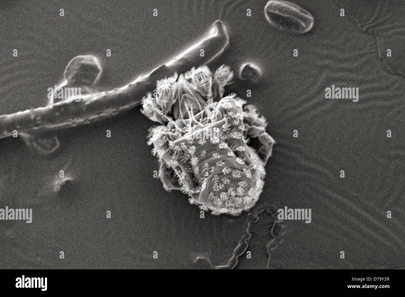 Winzige Milbe Stockfotos & Winzige Milbe Bilder - Alamy