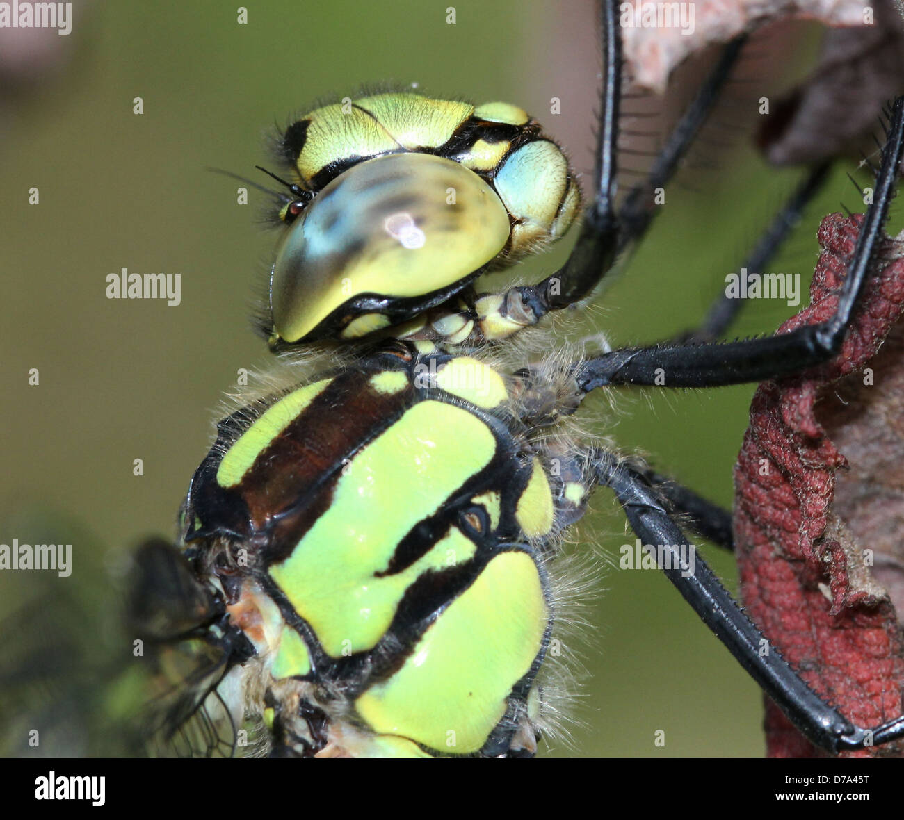 Kopf und facettenaugen detail -Fotos und -Bildmaterial in hoher ...