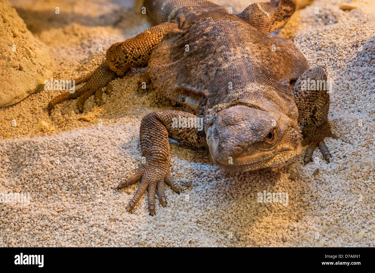 Bosc monitor -Fotos und -Bildmaterial in hoher Auflösung – Alamy
