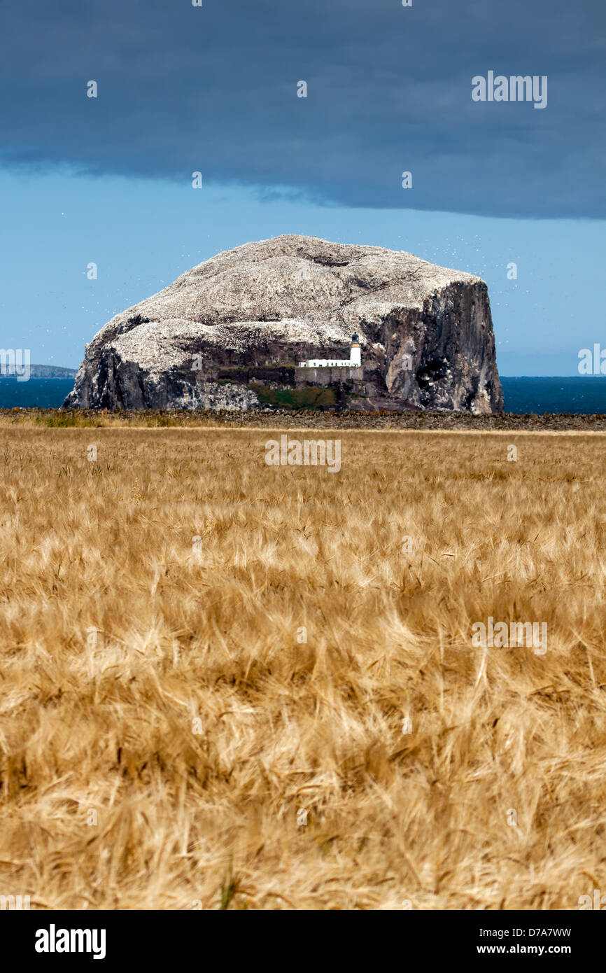 Bass formation -Fotos und -Bildmaterial in hoher Auflösung – Alamy