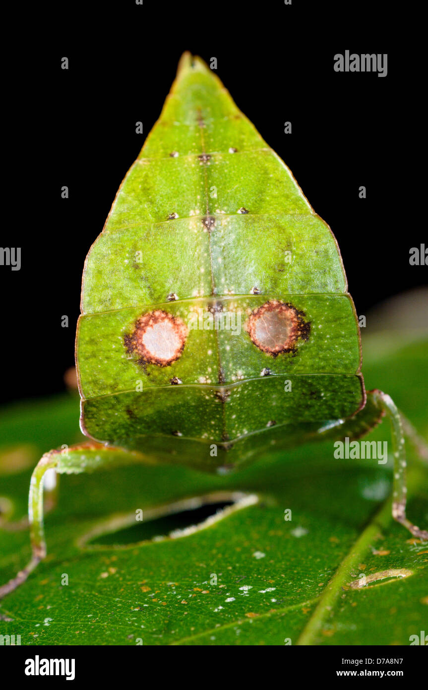 Phyllium sp -Fotos und -Bildmaterial in hoher Auflösung – Alamy