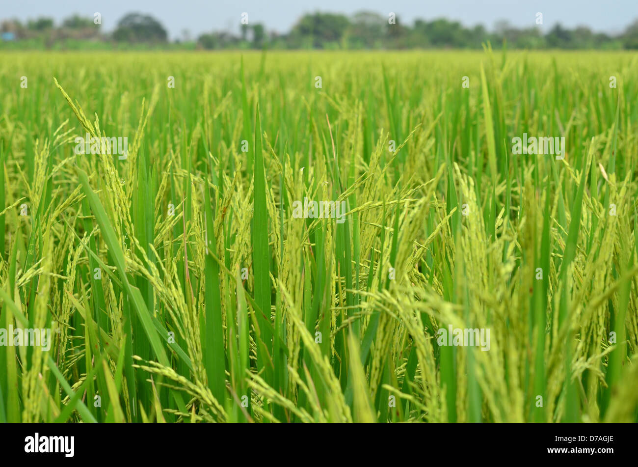 Reisfeld in asien -Fotos und -Bildmaterial in hoher Auflösung – Alamy