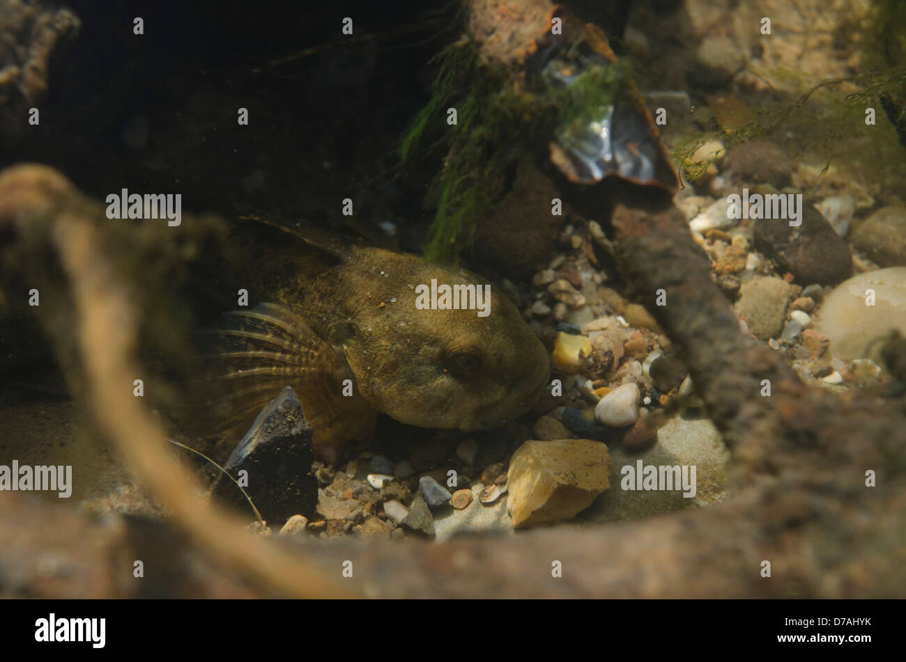 Groppe cottus gobio -Fotos und -Bildmaterial in hoher Auflösung – Alamy