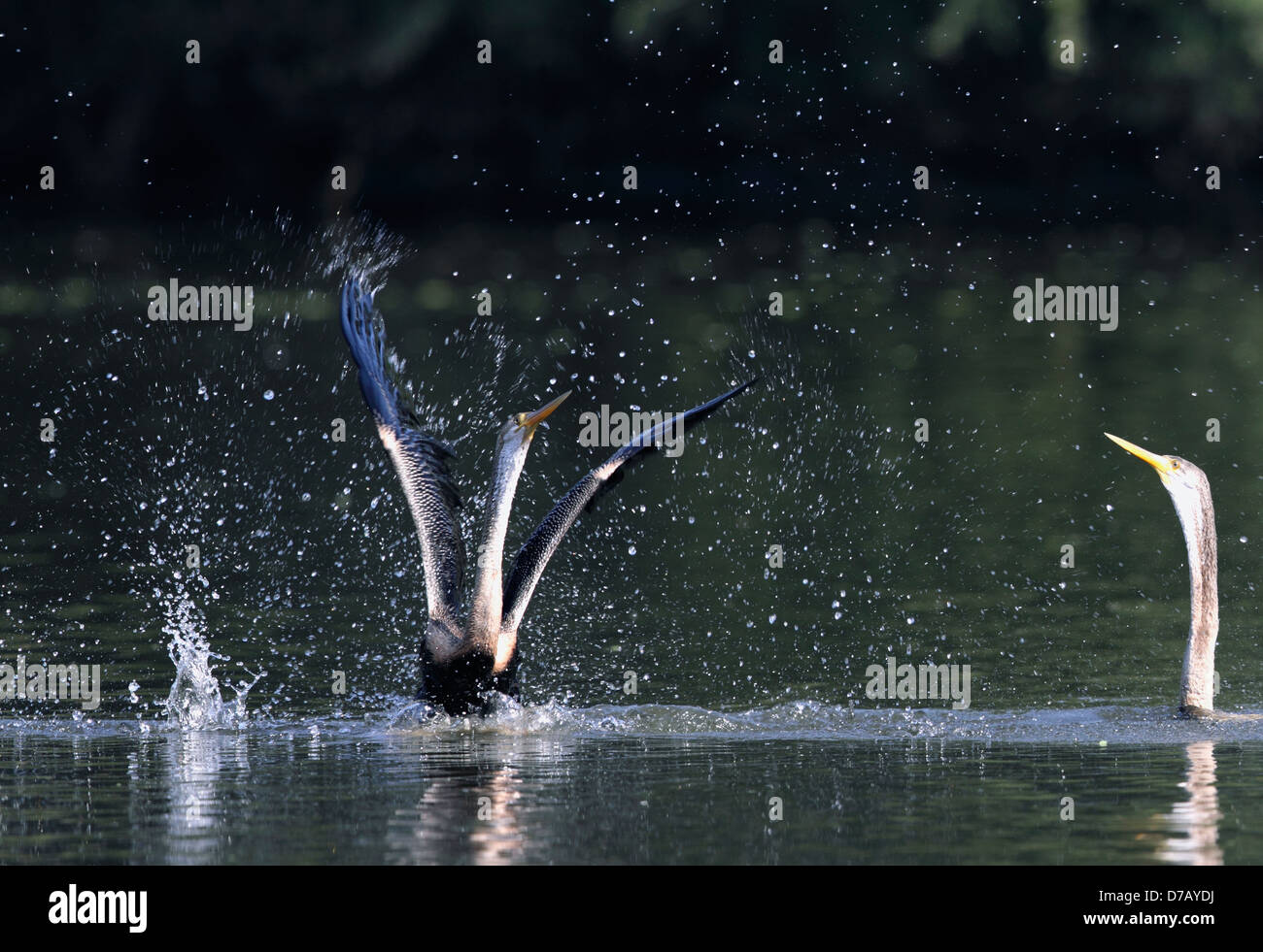Enten im kampf -Fotos und -Bildmaterial in hoher Auflösung – Alamy