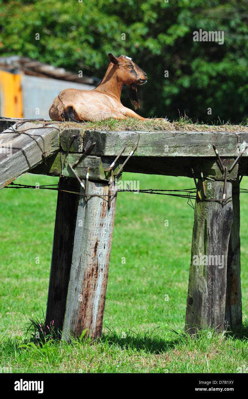 Tokara Ziege im Makiba Park (Japan Stockfotografie - Alamy