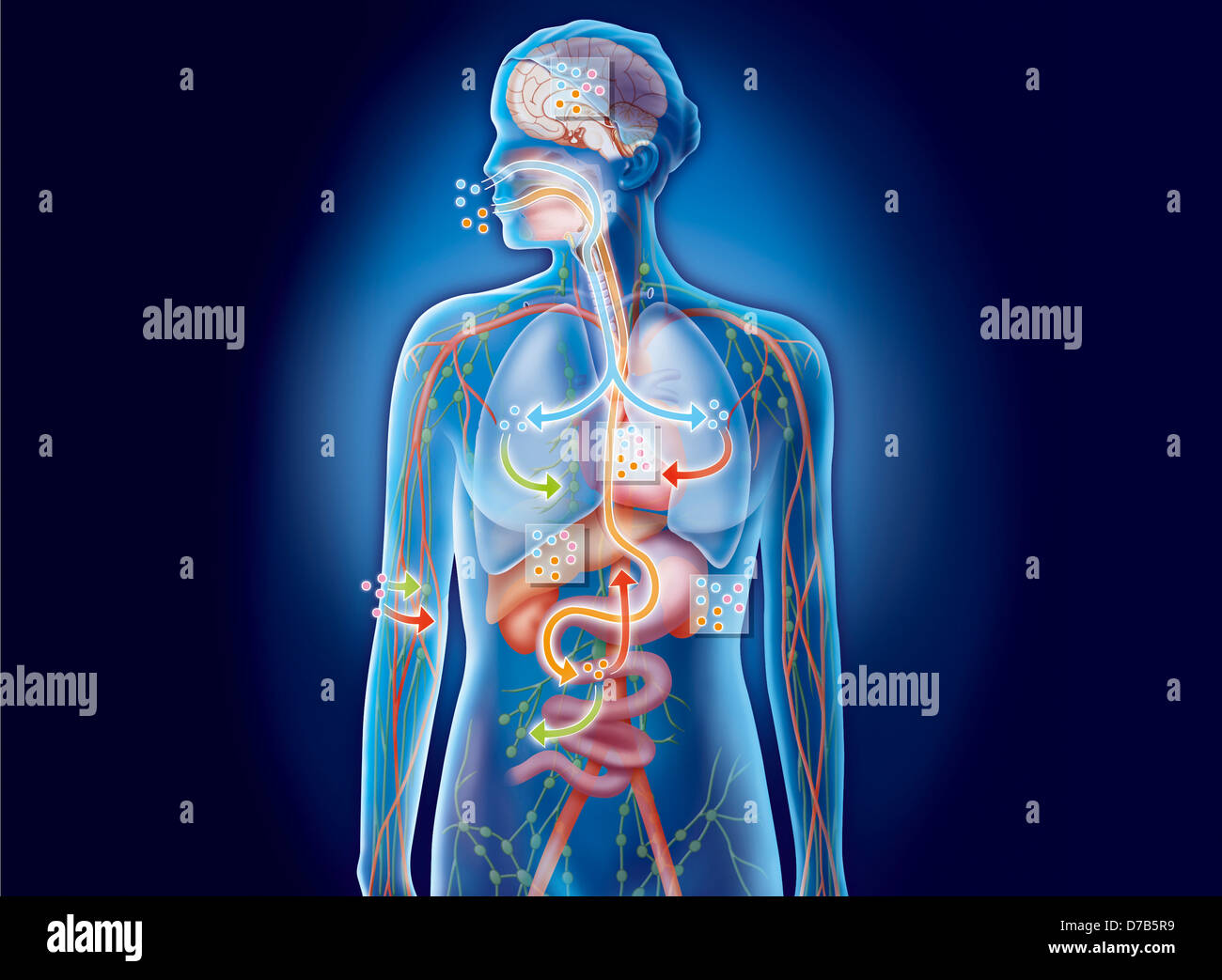 Körper Systeme Stockfotos und -bilder Kaufen - Alamy