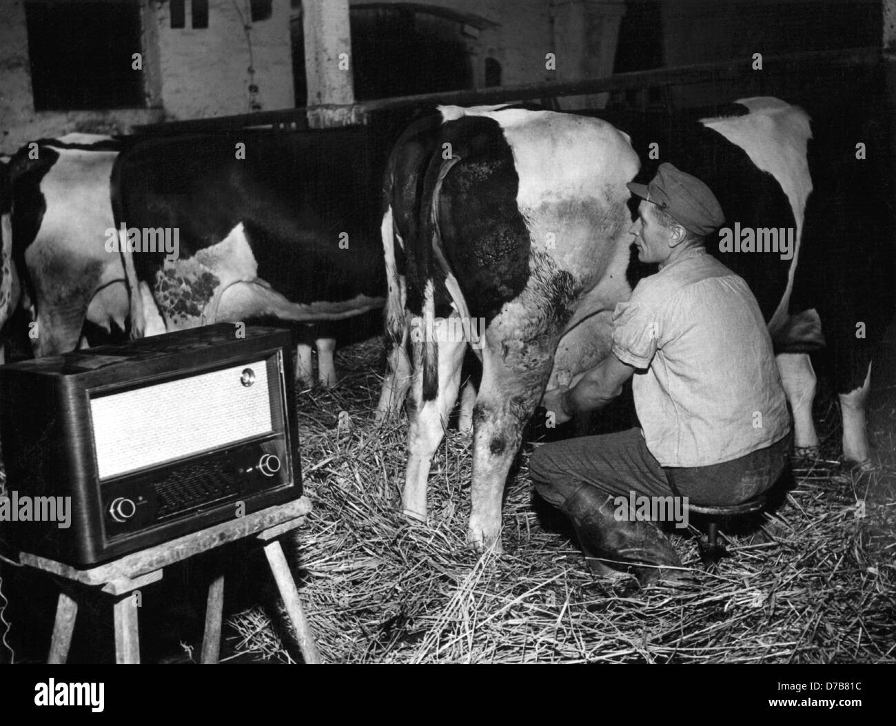 Melker Fritz Janz aus Oerie hört Radio beim Melken einer Kuh im ...