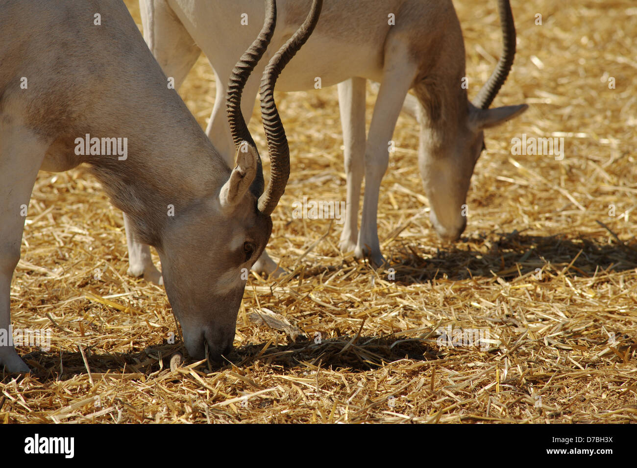 Oryx addax -Fotos und -Bildmaterial in hoher Auflösung – Alamy