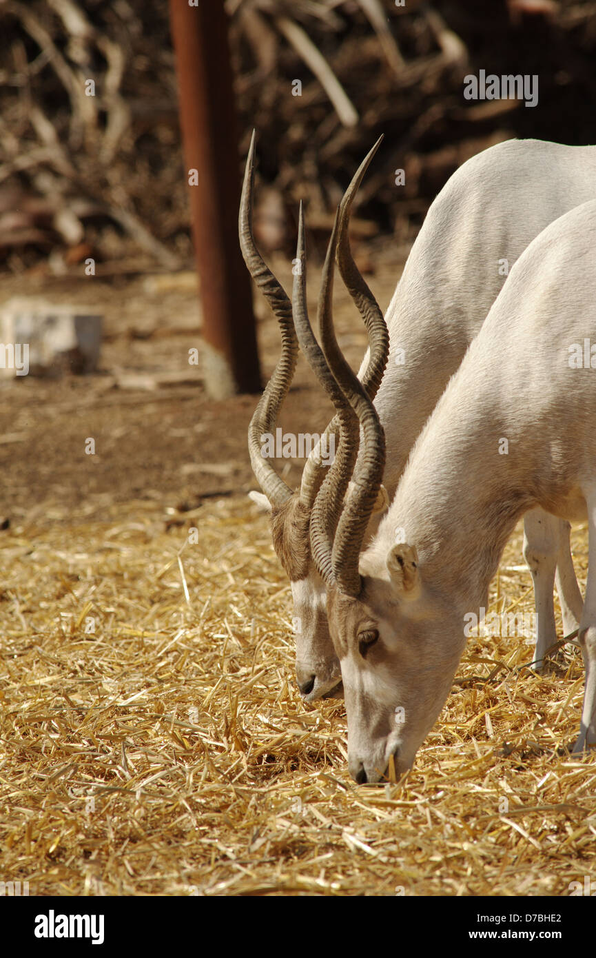 Oryx addax -Fotos und -Bildmaterial in hoher Auflösung – Alamy