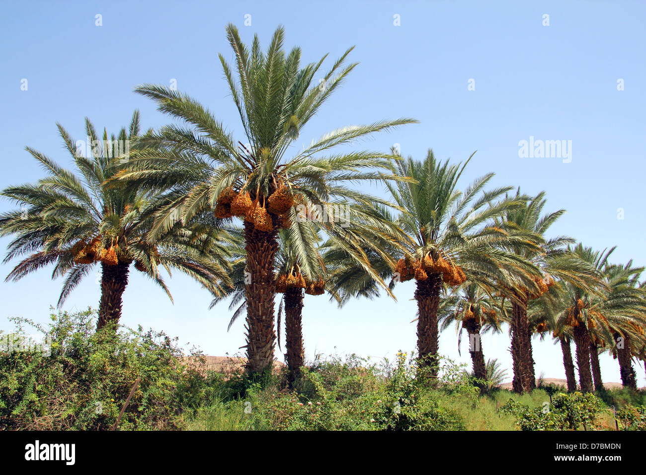 Bio-Palmen-Plantage im Kibbuz Neot Semadar im südlichen Negev Wüste ...