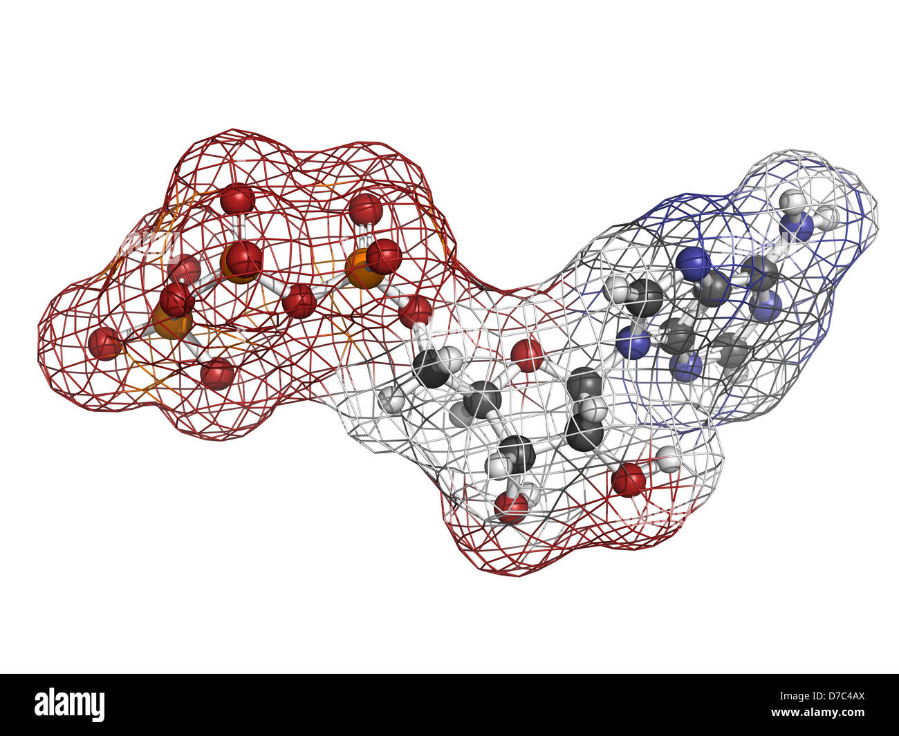 Adenosintriphosphat (ATP) Energie Transportmolekül, chemische Struktur ...
