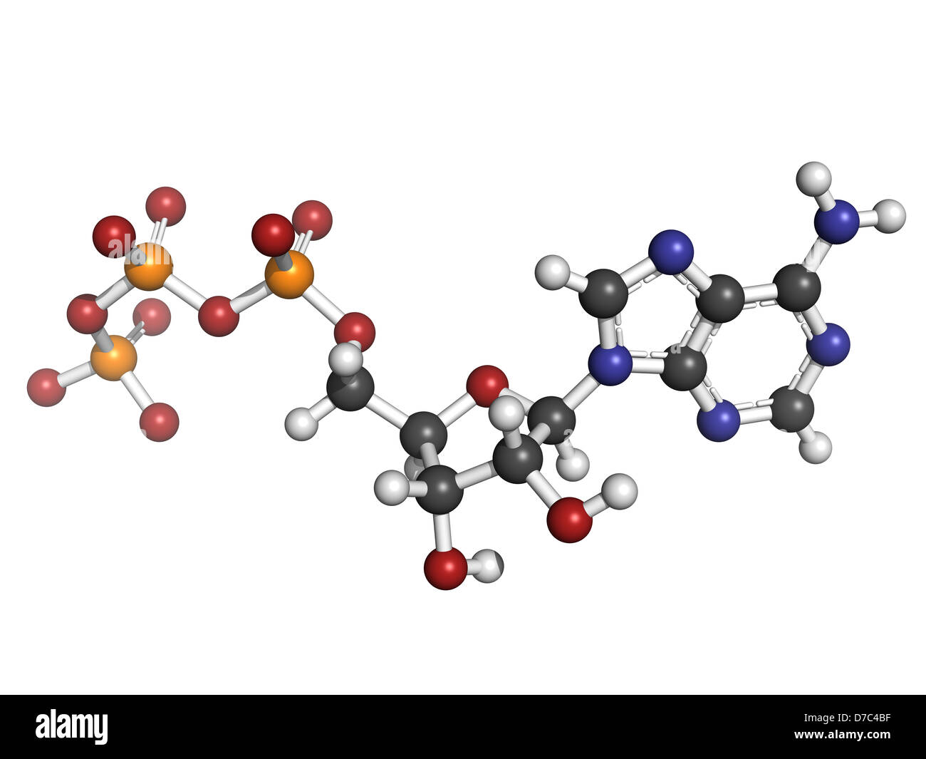 Adenosintriphosphat (ATP) Energie Transportmolekül, chemische Struktur ...