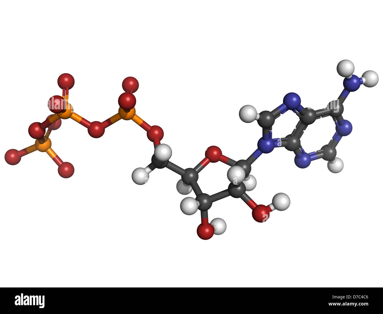Adenosintriphosphat (ATP) Energie Transportmolekül, chemische Struktur ...
