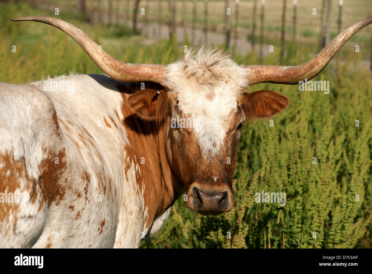 Texas Longhorn Animal Cow Stockfotos und -bilder Kaufen - Alamy
