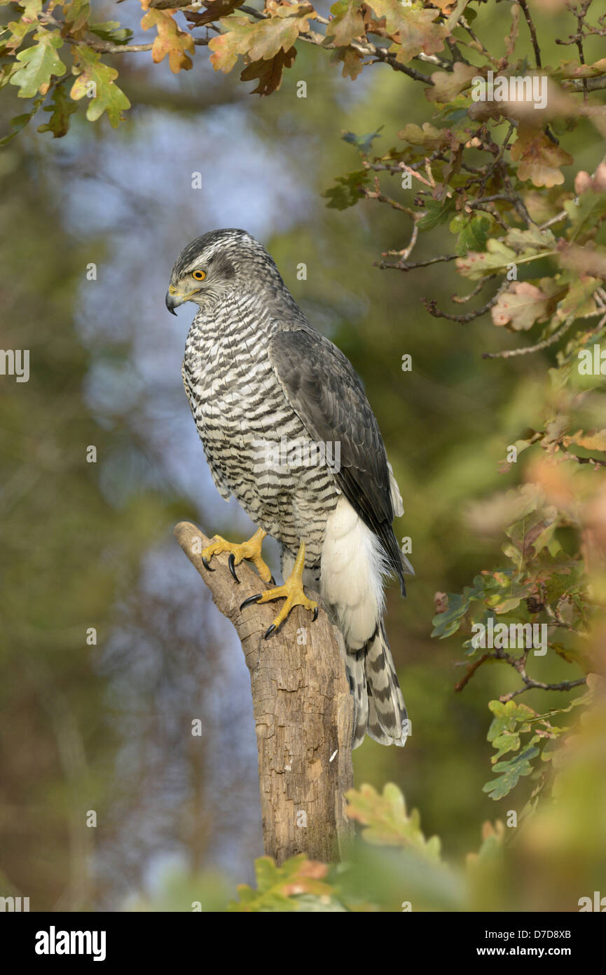 Habicht mit beute -Fotos und -Bildmaterial in hoher Auflösung – Alamy