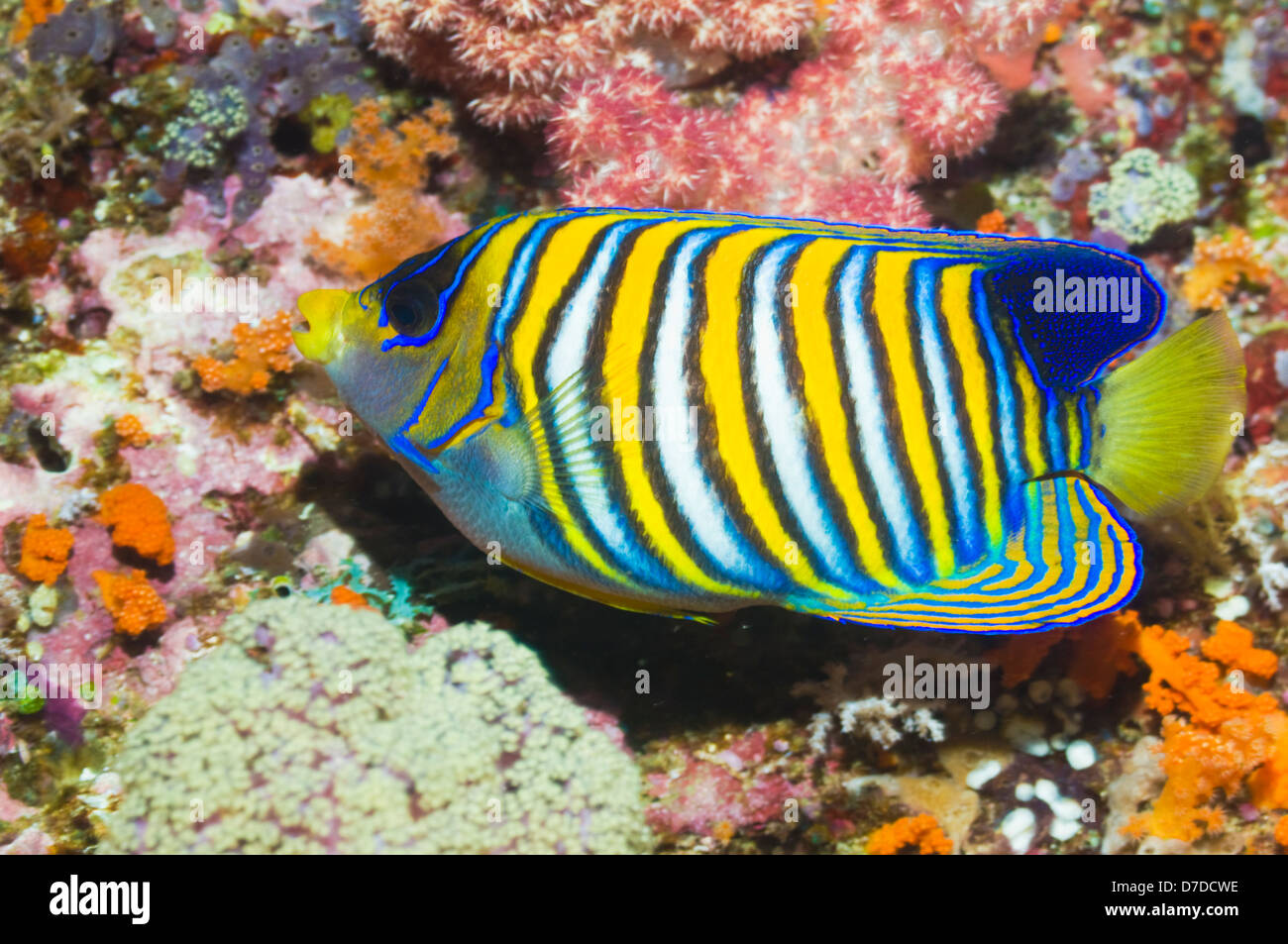 Regal-Kaiserfisch (Pygoplites Diacanthus). Raja Ampat, West-Papua ...